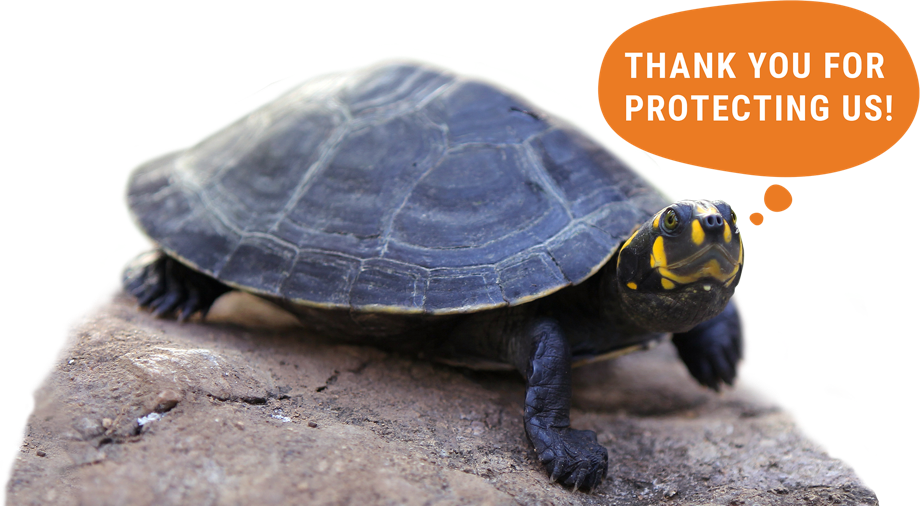 AMAYU - Welcome to the AMAYU Movement