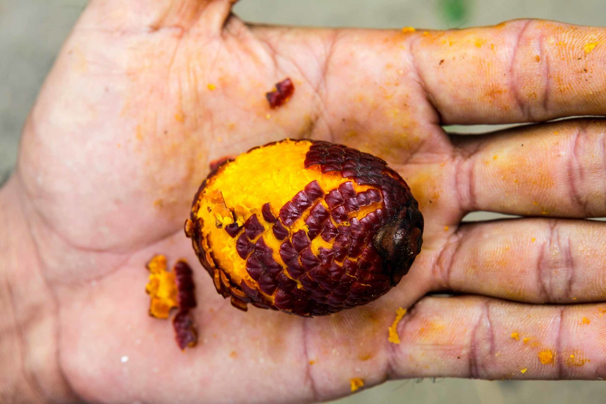 What is Buriti, and is it Healthy? - Amayu