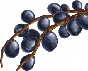 AMAYU - Welcome to the AMAYU Movement