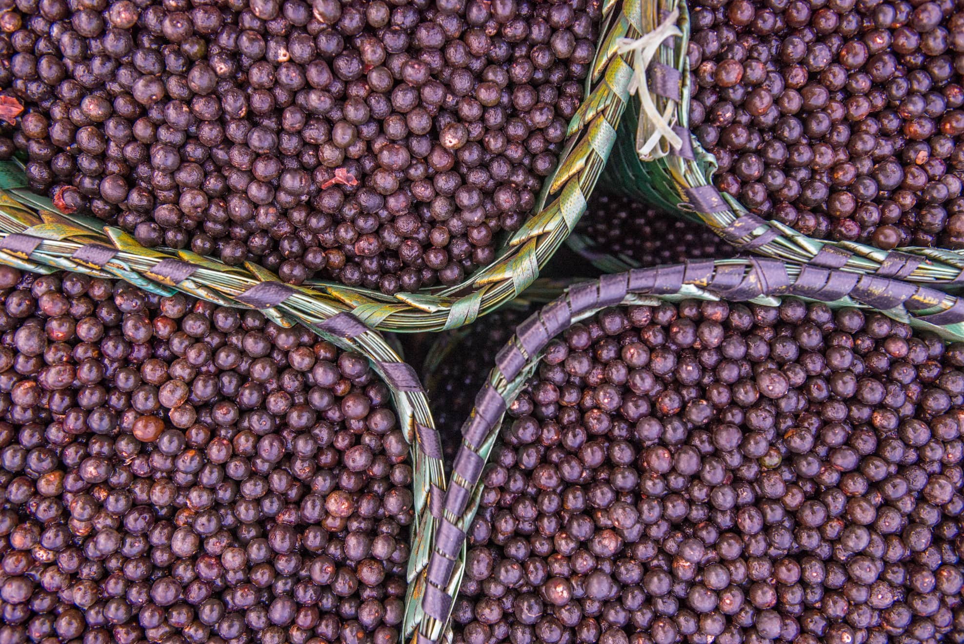 Açaí Explained - Our Complete Guide to the Amazonian Superfruit