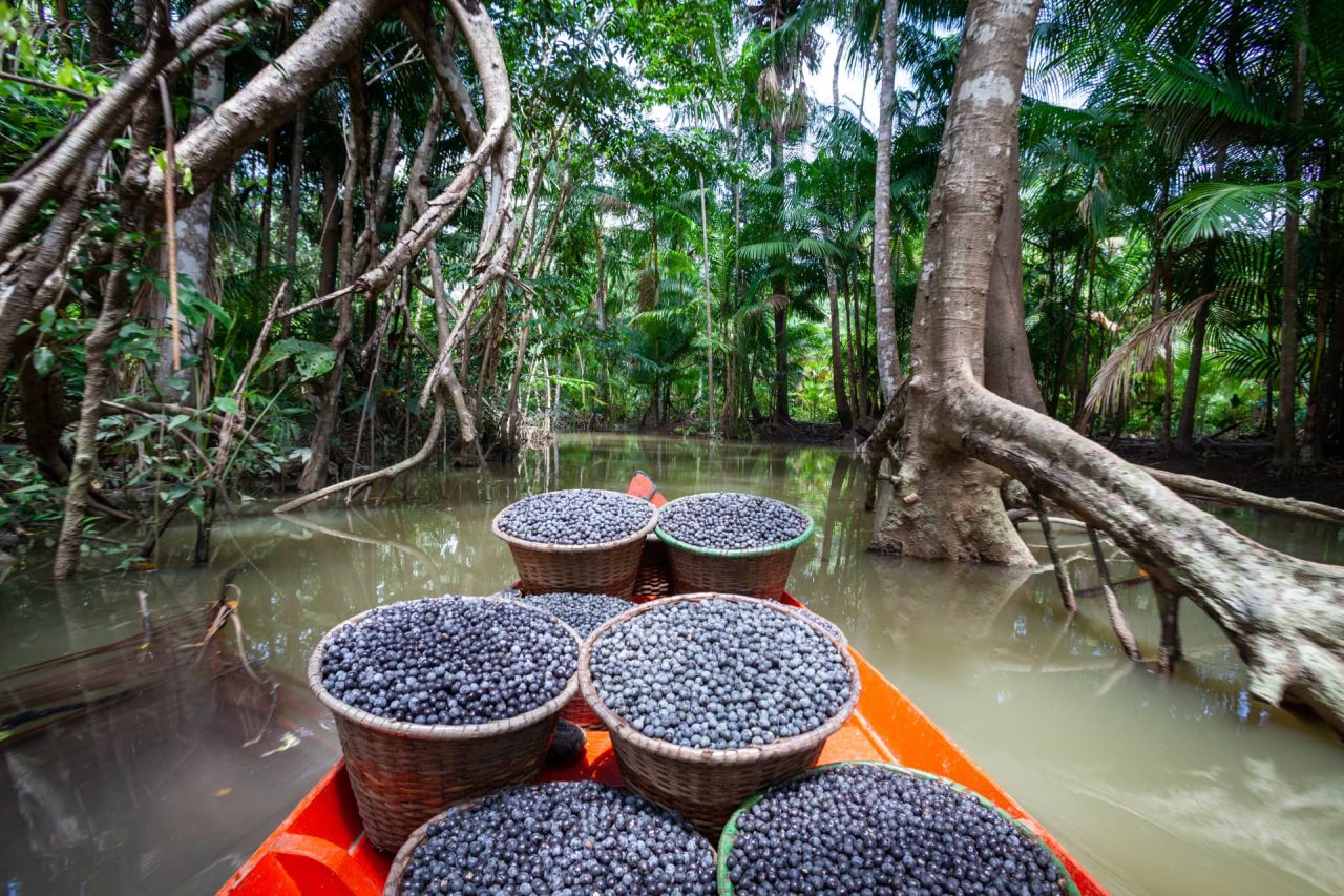 Açaí Explained - Our Complete Guide to the Amazonian Superfruit