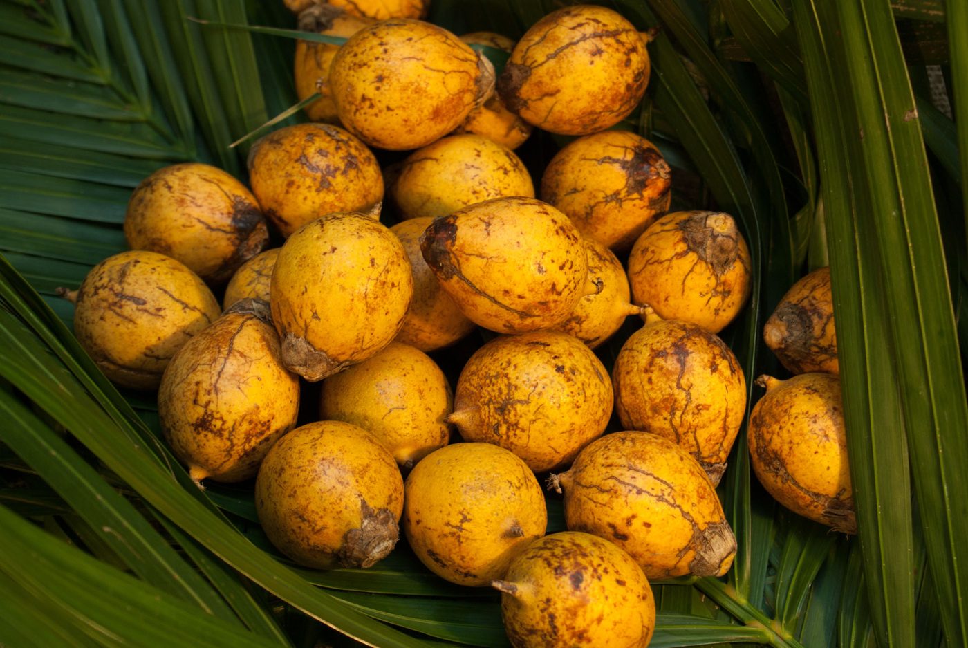Unveiling the Wonders: Everything You Need to Know About Tucuma - AMAYU