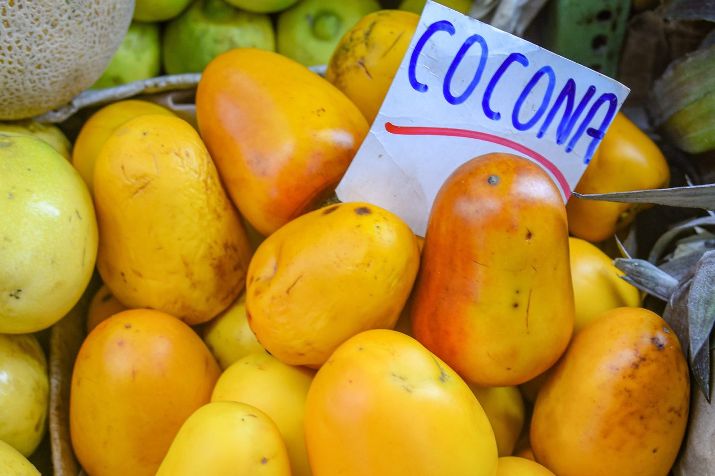 Unlocking the Power of Cocona: Everything You Need to Know - AMAYU