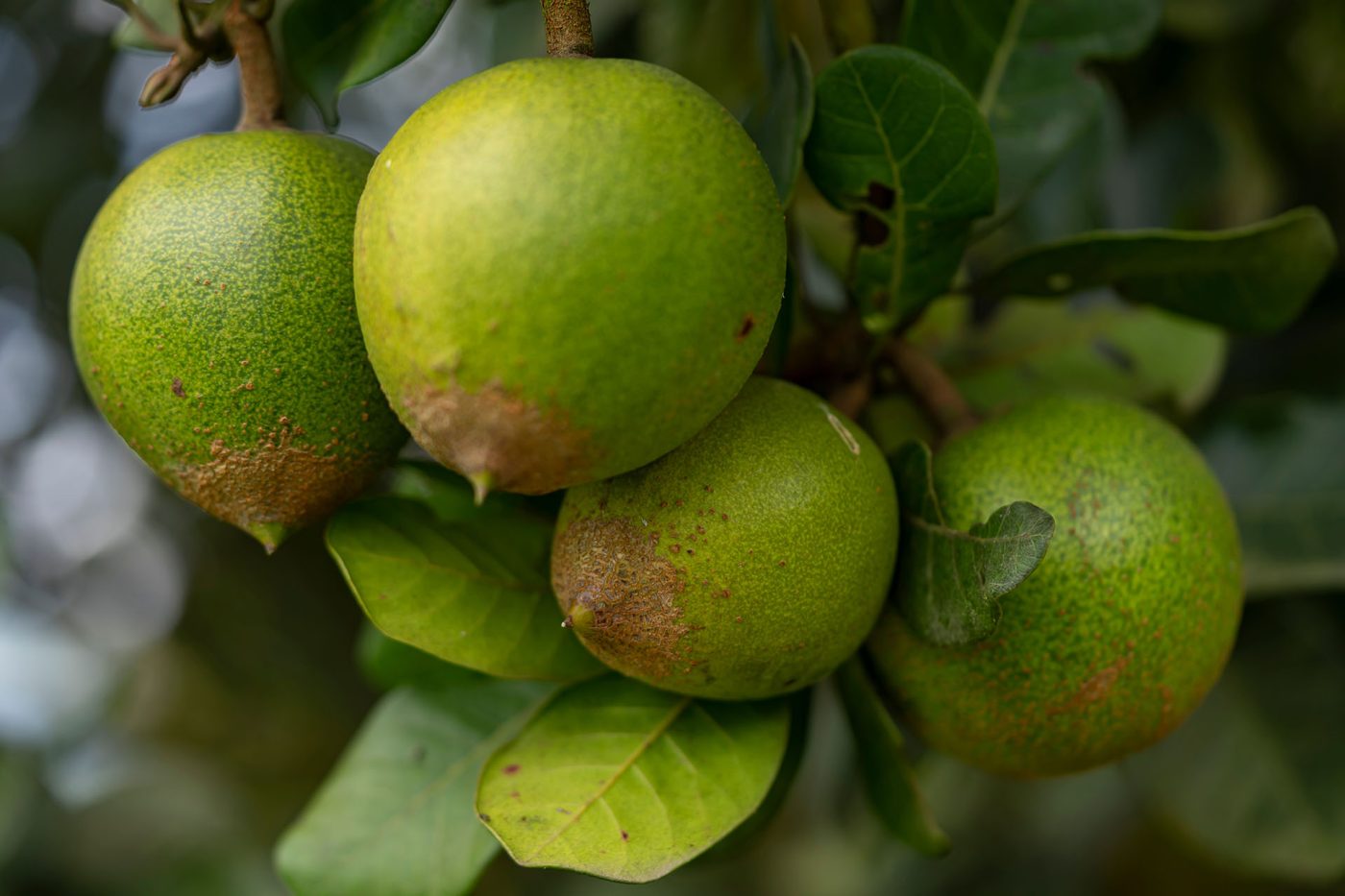What is Lucuma: Exploring the Sweet Andean Superfood - AMAYU