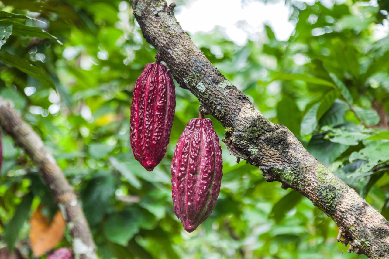 15 Amazon Superfruits You Need to Know About - AMAYU